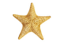 Starfish Shells Pattern Background Free Stock Photo - Public Domain ...