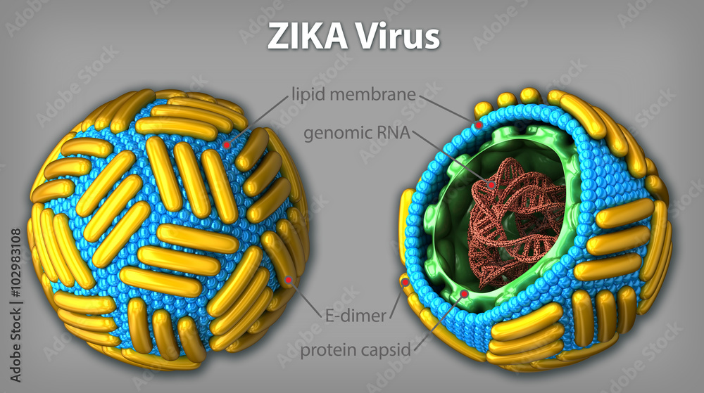 Zika virus structure concept. 3D render of Zika virus (ZIKV) showing distinct 3-like ...