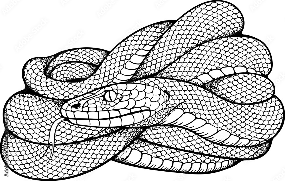 image of coiled snake Stock Vector | Adobe Stock