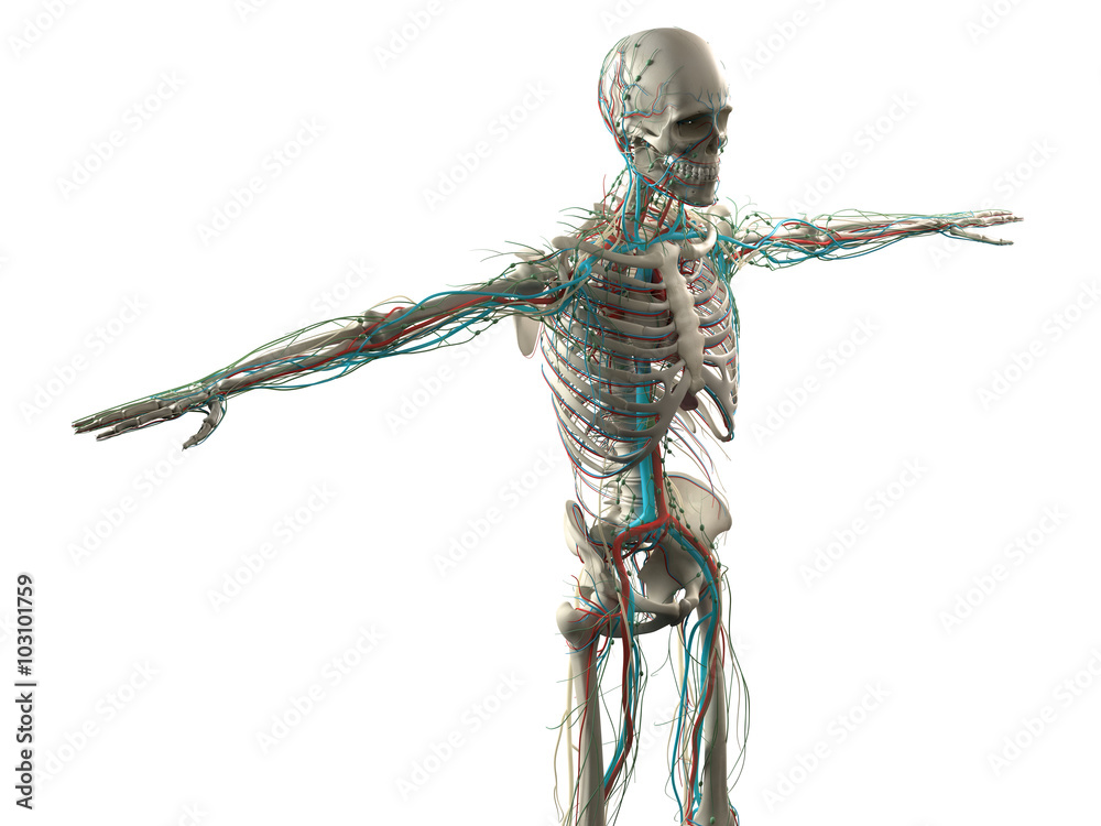 Human anatomy side view of torso. Vascular system and organs. On black ...