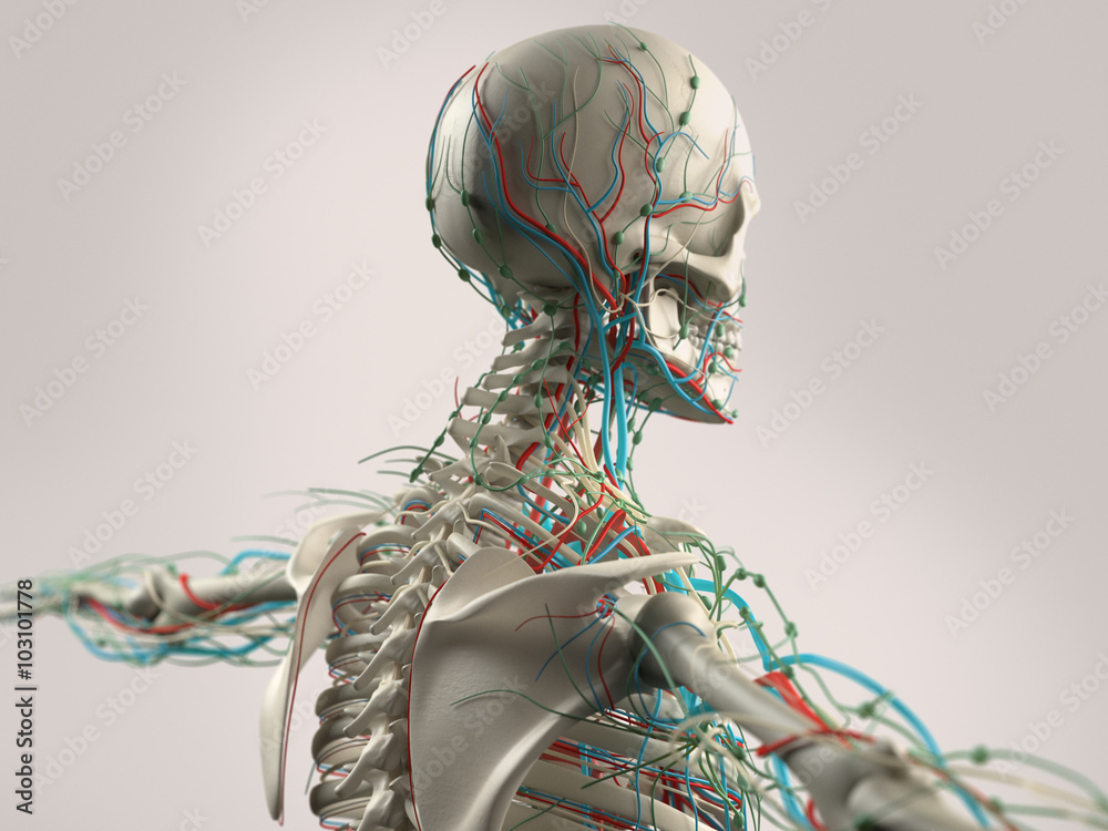 Human anatomy side view of torso. Vascular system and organs. On black ...