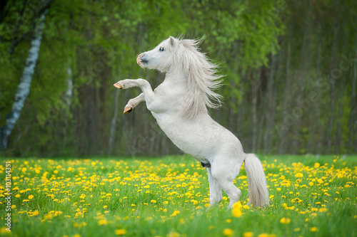 White shetland pony rearing up on its hind legs on the field with ...