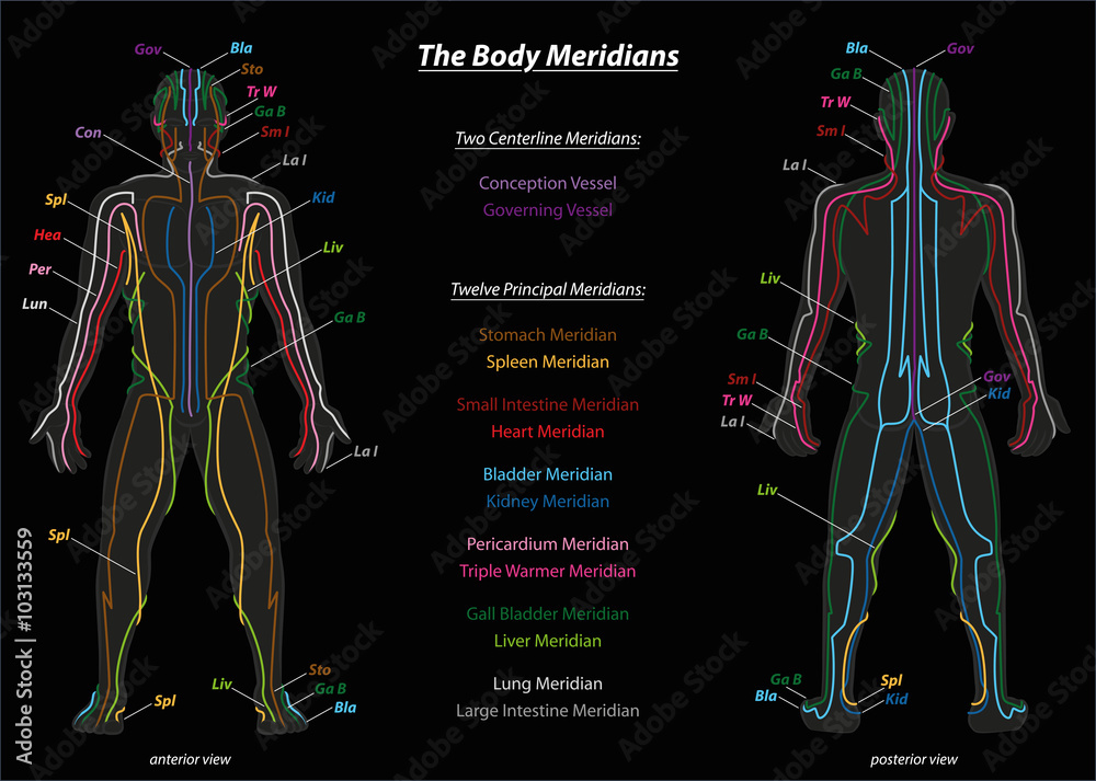 Meridian system chart of TCM (Traditional Chinese Medicine). Isolated vector illustration on ...