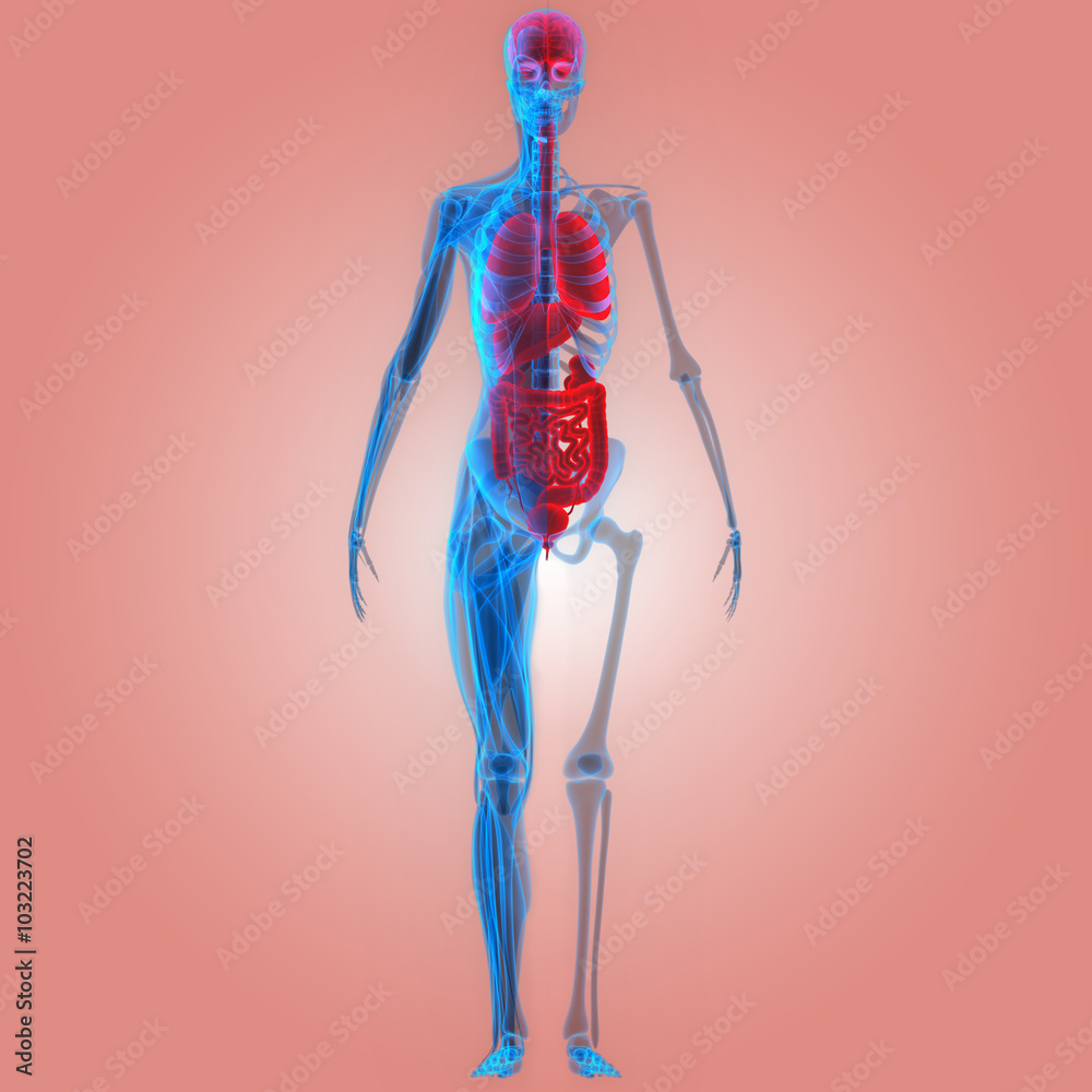Human Body Organs (Brain, Lungs, Large and Small Intestine with Kidneys ...