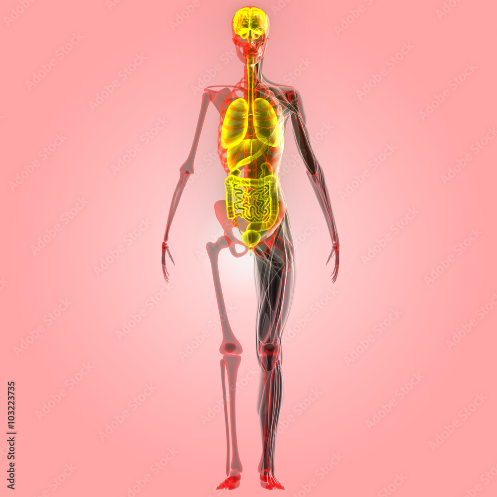 Human Body Organs (Brain, Lungs, Large and Small Intestine with Kidneys ...
