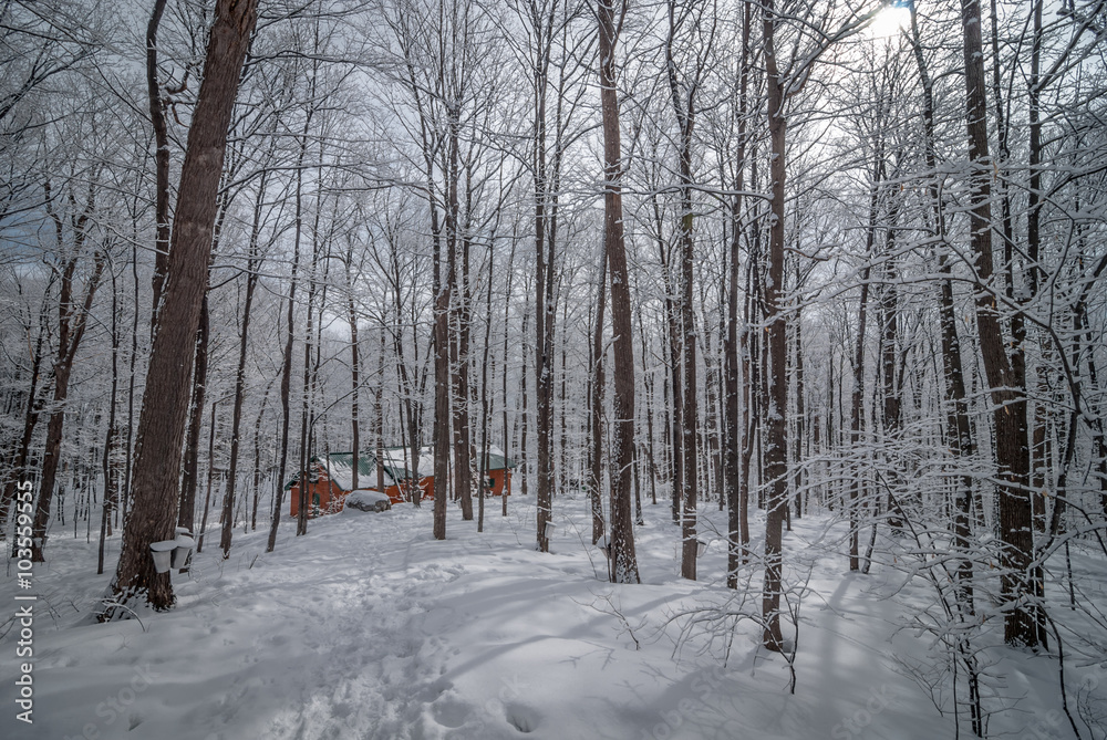 Maple syrup collection buckets along trails for a sugar shack in the ...