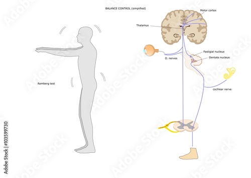 neurological test for balance, the main mechanism and anatomical ...