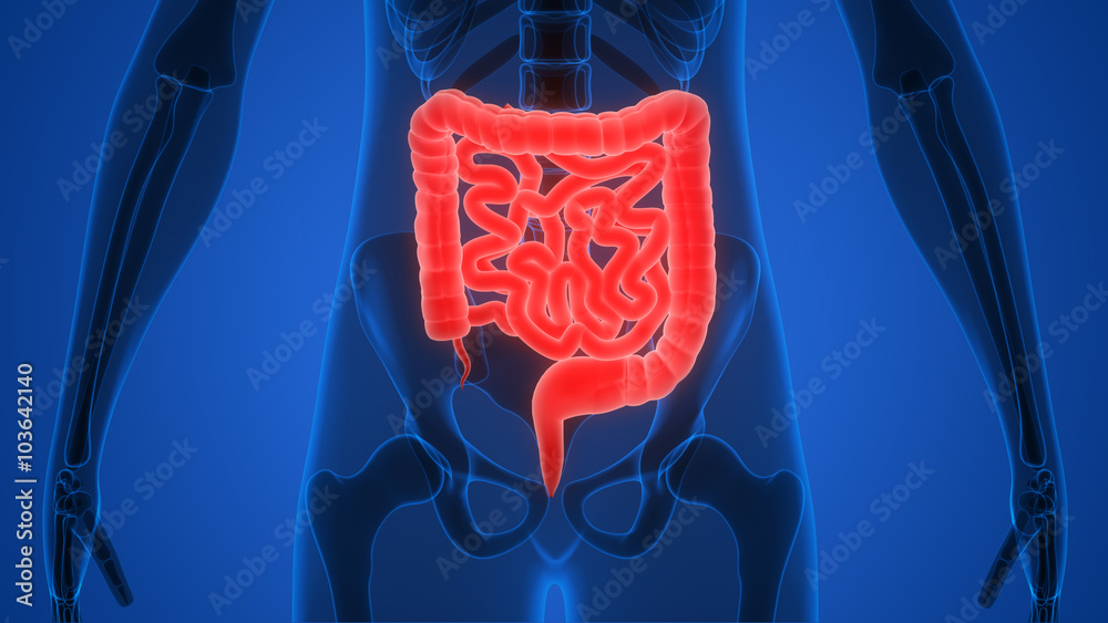 Human Body Organs (Large and Small Intestine) Stock Illustration ...