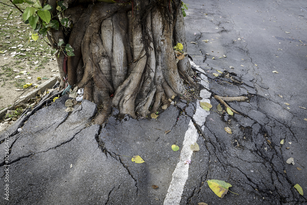 Tree roots causing road damage Stock Photo | Adobe Stock