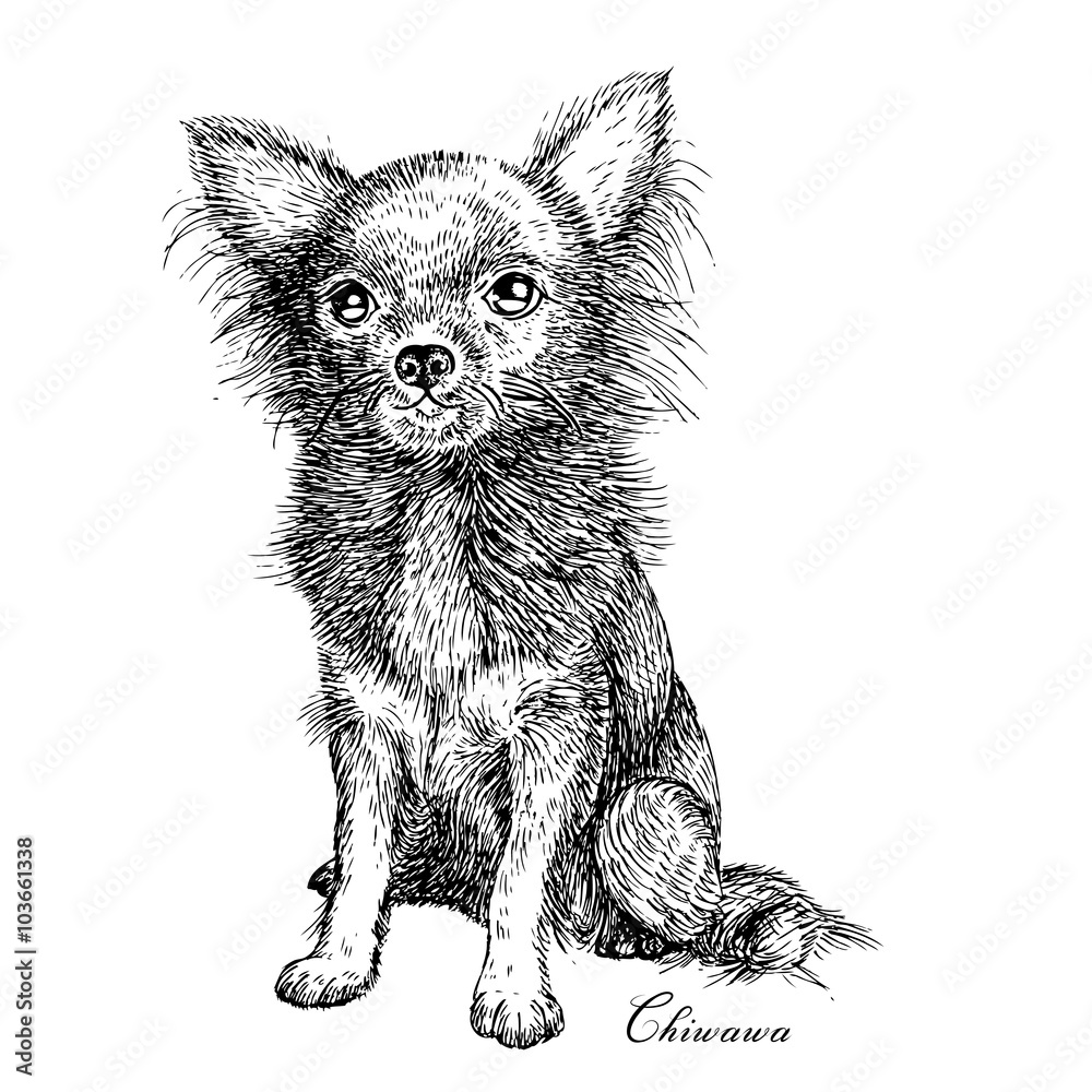 Chiwawa dog drawing sketch, vector illustration Stock Vector | Adobe Stock