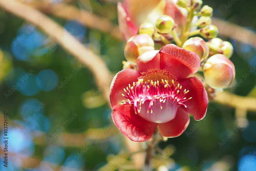 Flower of shorea robusta with green background Stock Photo | Adobe Stock