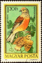 Vintage Clipart Linnet Birds Free Stock Photo - Public Domain Pictures