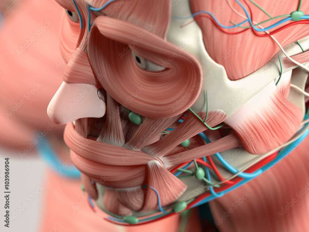Human anatomy detail of face,cheek bone. Muscle. On plain studio ...