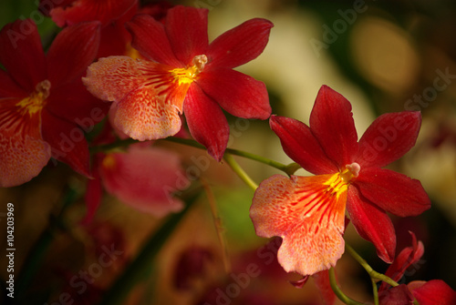 Orchidées à fleurs rouge et jaune - Acheter cette photo libre de droit ...