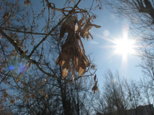 Box Elder Maple Tree Seed Pods Free Stock Photo - Public Domain Pictures