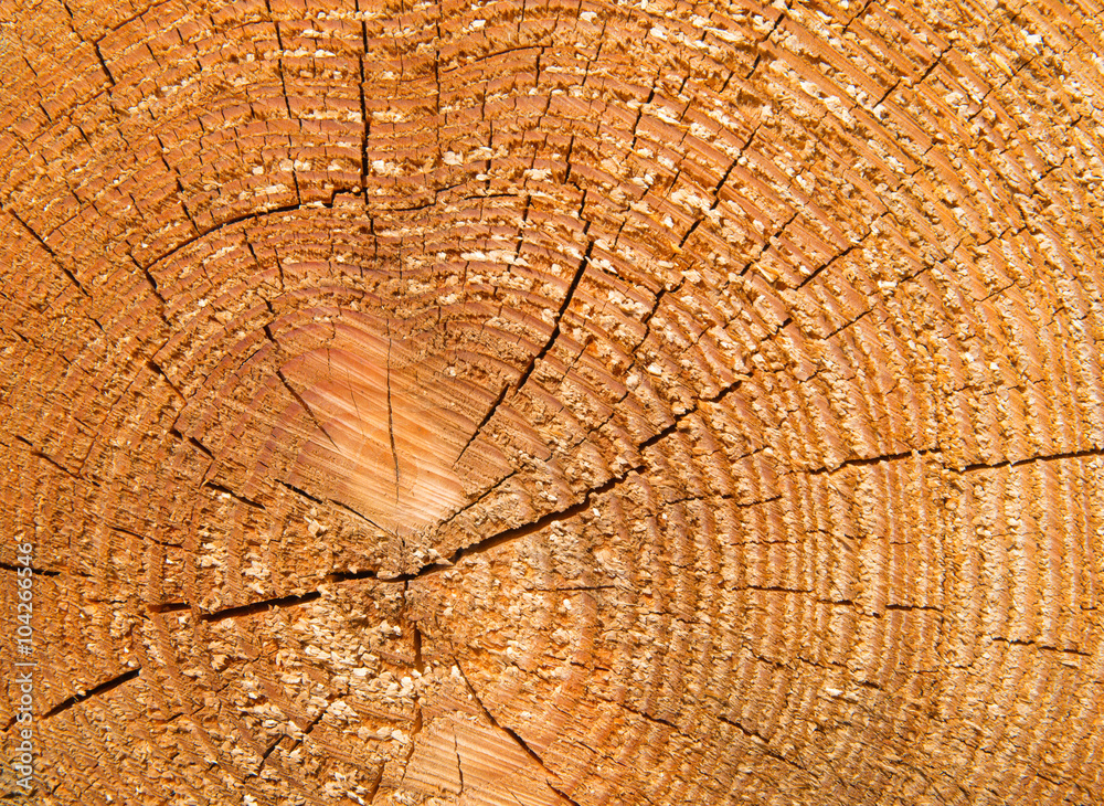 Sawn tree log with concentric circles showing its age in years ...