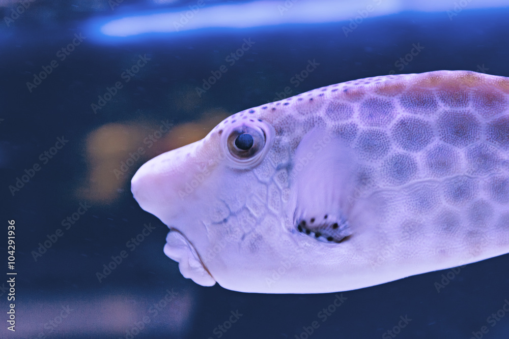Thornback boxfish Tetrasomus gibbosus - solitair fish swimming close to ...