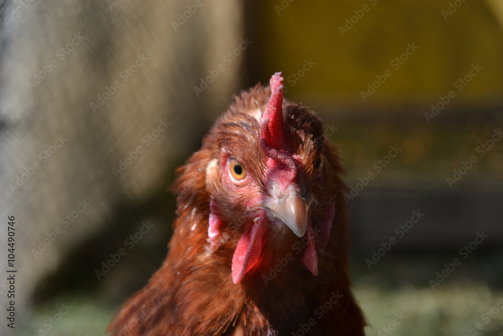 Hen walking on the barnyard. Young chicken standig alone on barn yard ...