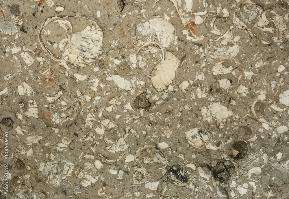 fossil stone texture background Stock Photo | Adobe Stock