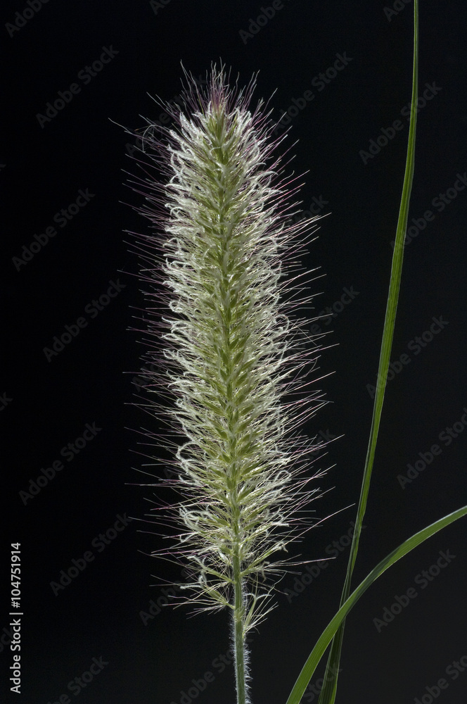 Lampenputzergras; Pennisetum; alopecuroides Stock Photo | Adobe Stock