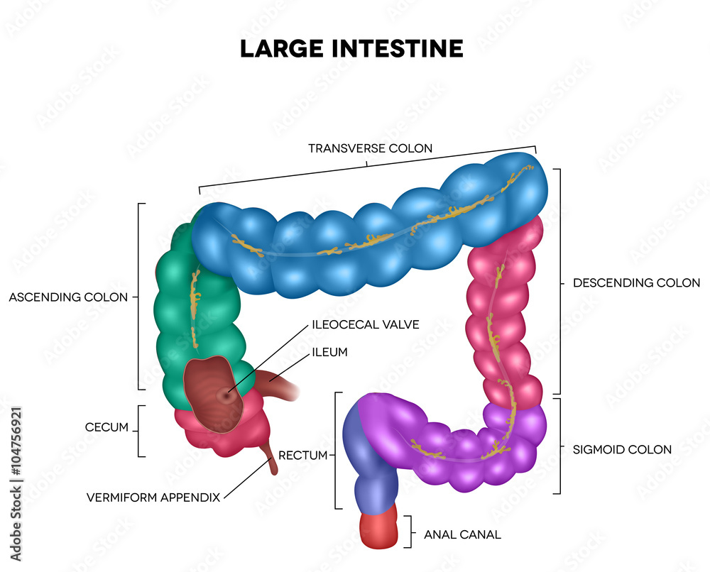 Large intestine (colon). Detailed illustration of colon: Ileum ...