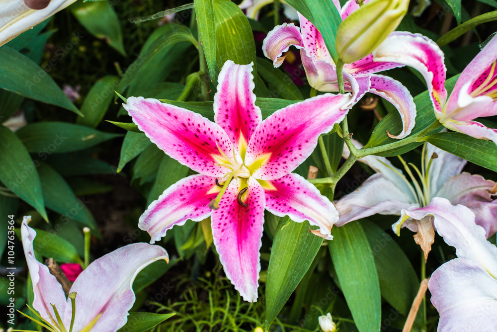 Zephyranthes flower. Common names for species in this genus include ...