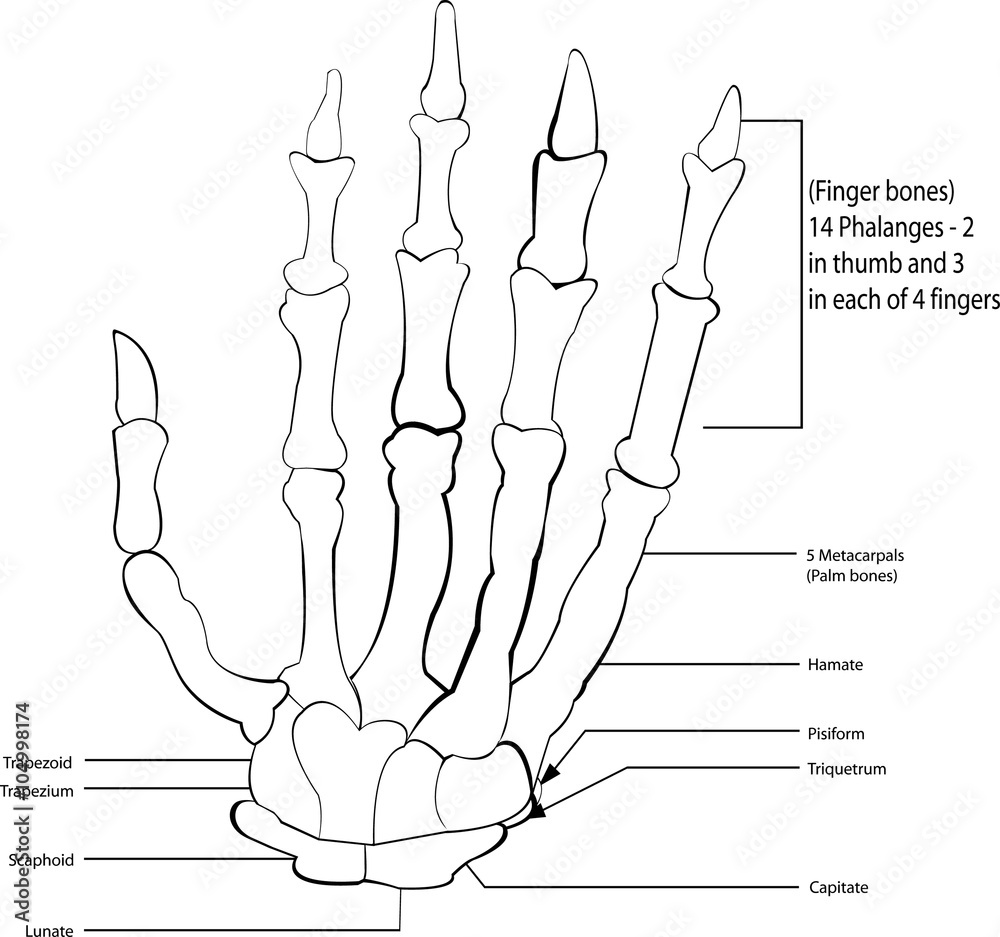 Blank Hand Bone Diagram 250+ Hand Bone Diagram Stock Photos, Pictures