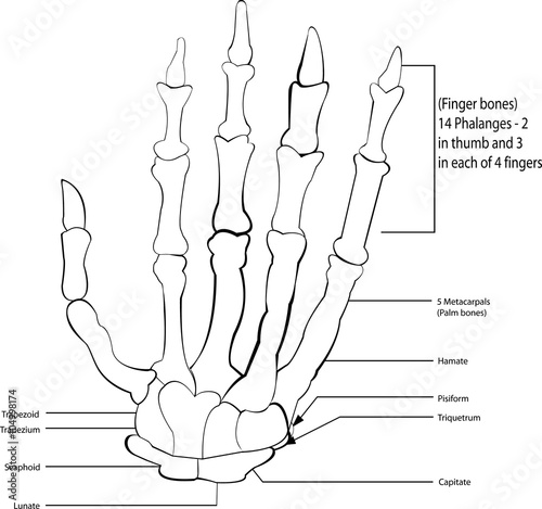 Hand Bones Anatomy Coloring Pages