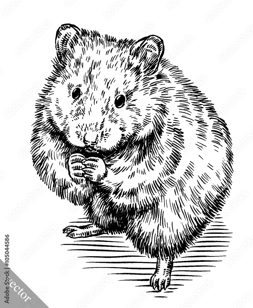 engrave ink draw hamster illustration Stock Vector | Adobe Stock