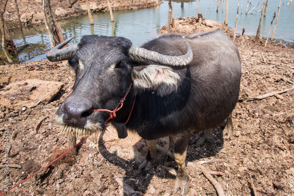 Thai buffalo pregnant in Thailand.Thai buffalo gestation period Stock ...
