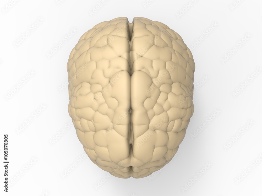 human brain on white background Stock Illustration | Adobe Stock