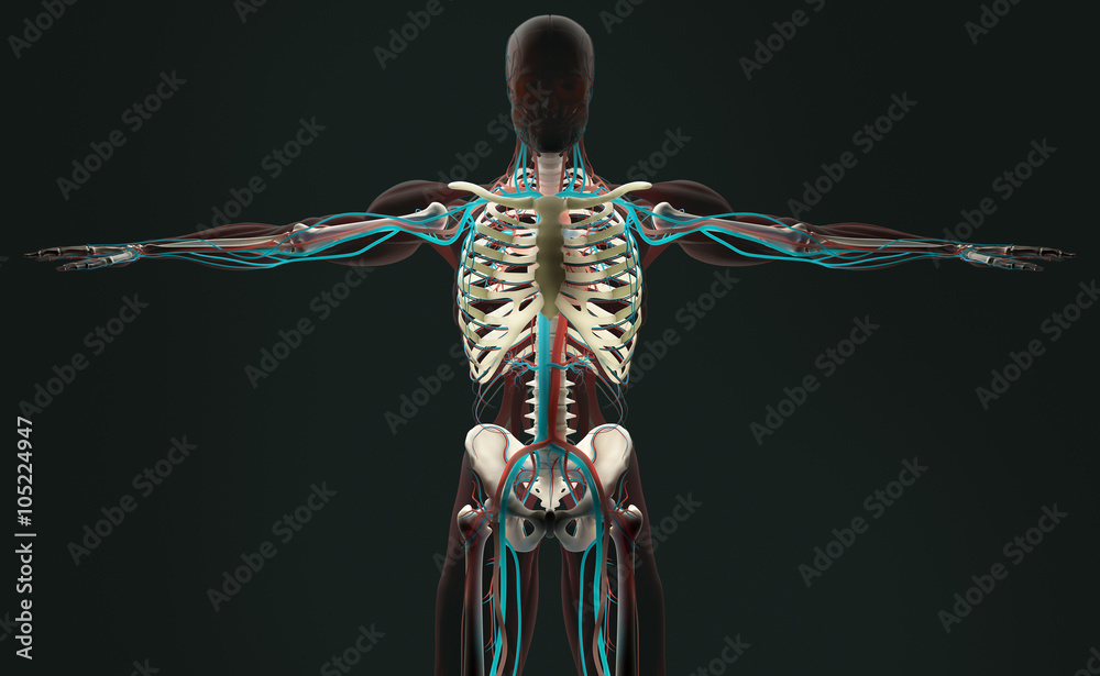 Human anatomy 3D futuristic scan technology with xray-like view of ...