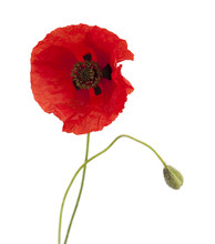 Red Poppy Center Free Stock Photo - Public Domain Pictures