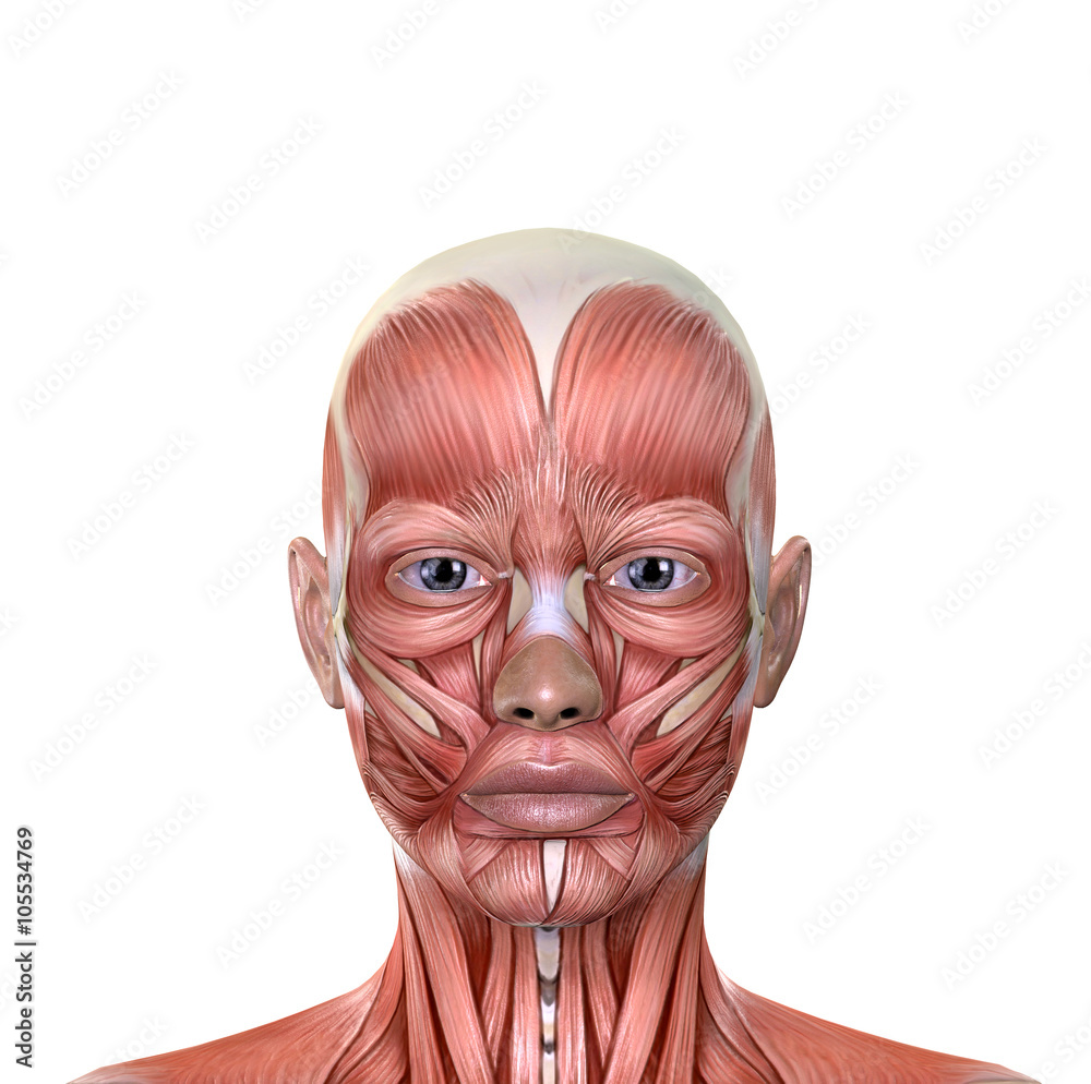 Female Face Muscles Anatomy Stock Illustration | Adobe Stock