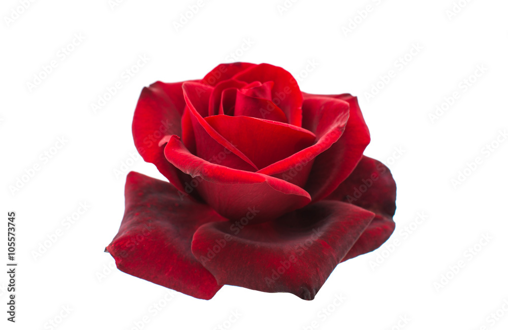 red rose isolated Stock Photo | Adobe Stock
