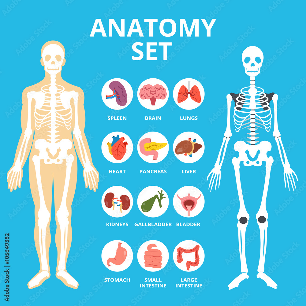 Anatomy set, anatomy infographics. Human Internal organs icons set ...