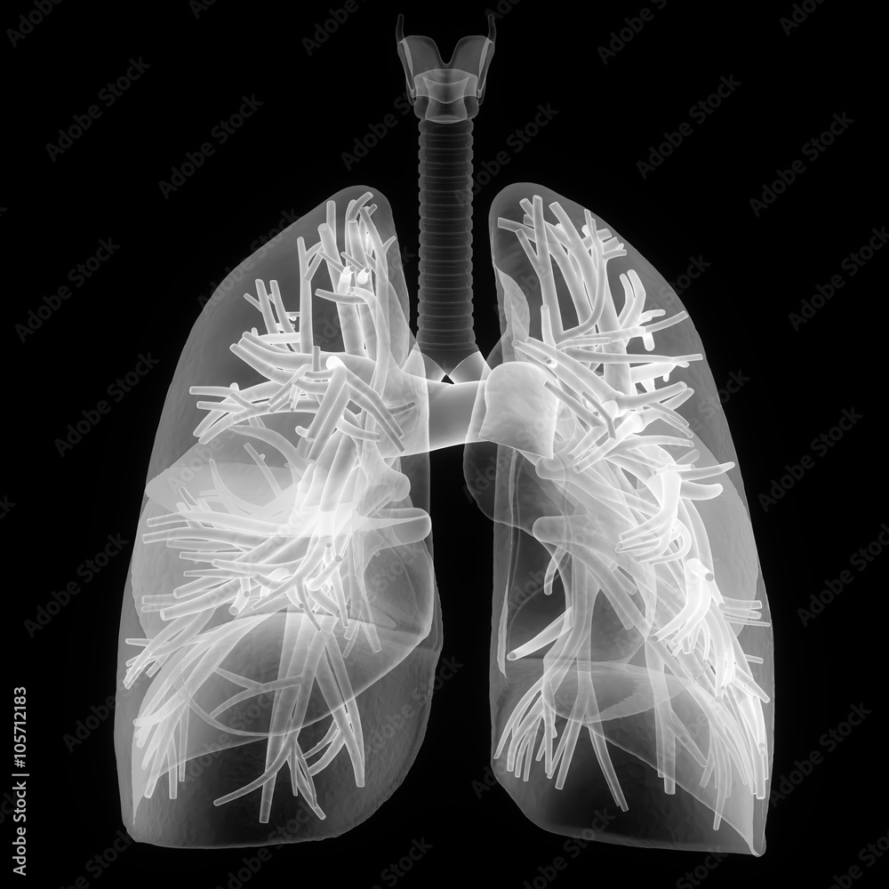Human Body Organs Lungs Anatomy Stock Illustration Adobe Stock