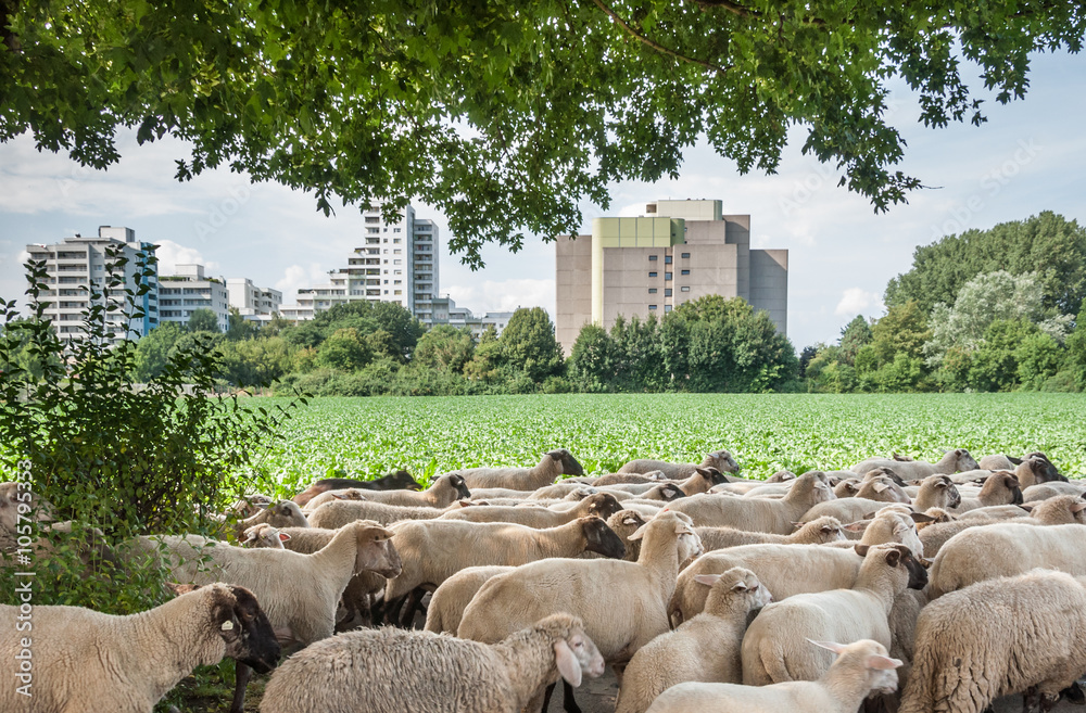 Schafherde am Stadtrand, Kontrast zu Hochhäusern/Skyline in Hintergrund ...