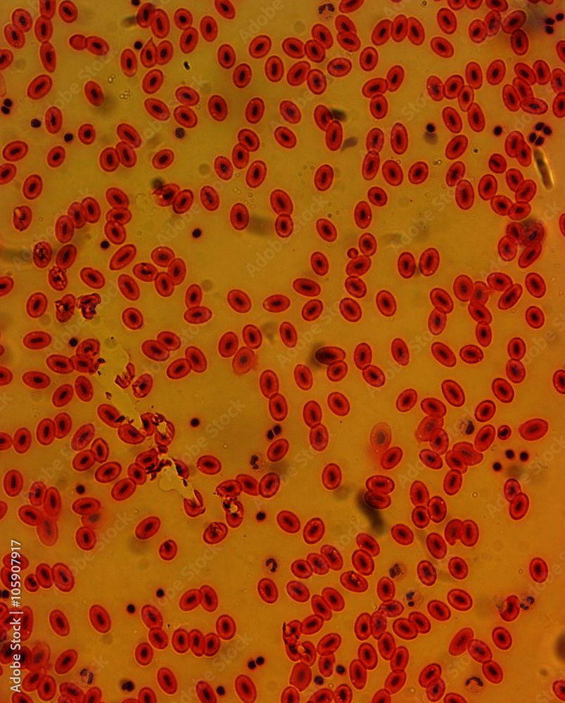 Frog (Rana sp.) blood smear (blood cells) (stained by haematoxylin ...