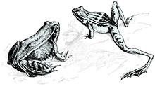 Vintage Frogs Illustration Free Stock Photo - Public Domain Pictures