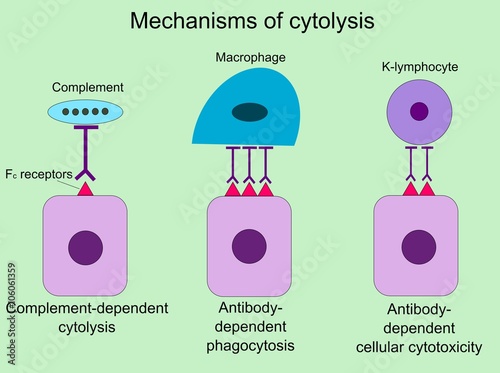 Different mechanisms of cytolysis - Buy this stock vector and explore ...