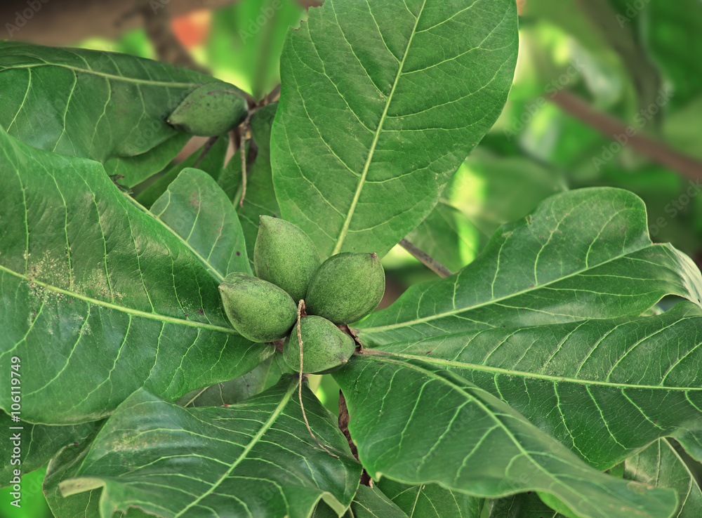 Tropical almond, terminalia catappa, is a tropical deciduous tree ...