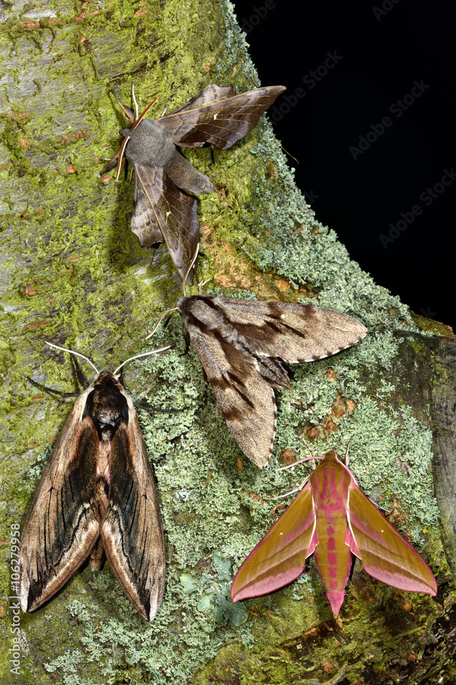 Foto de Stock Selection of British hawk-moths; poplar hawk-moth ...
