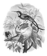 Hummingbird Bird Vintage Old Free Stock Photo - Public Domain Pictures