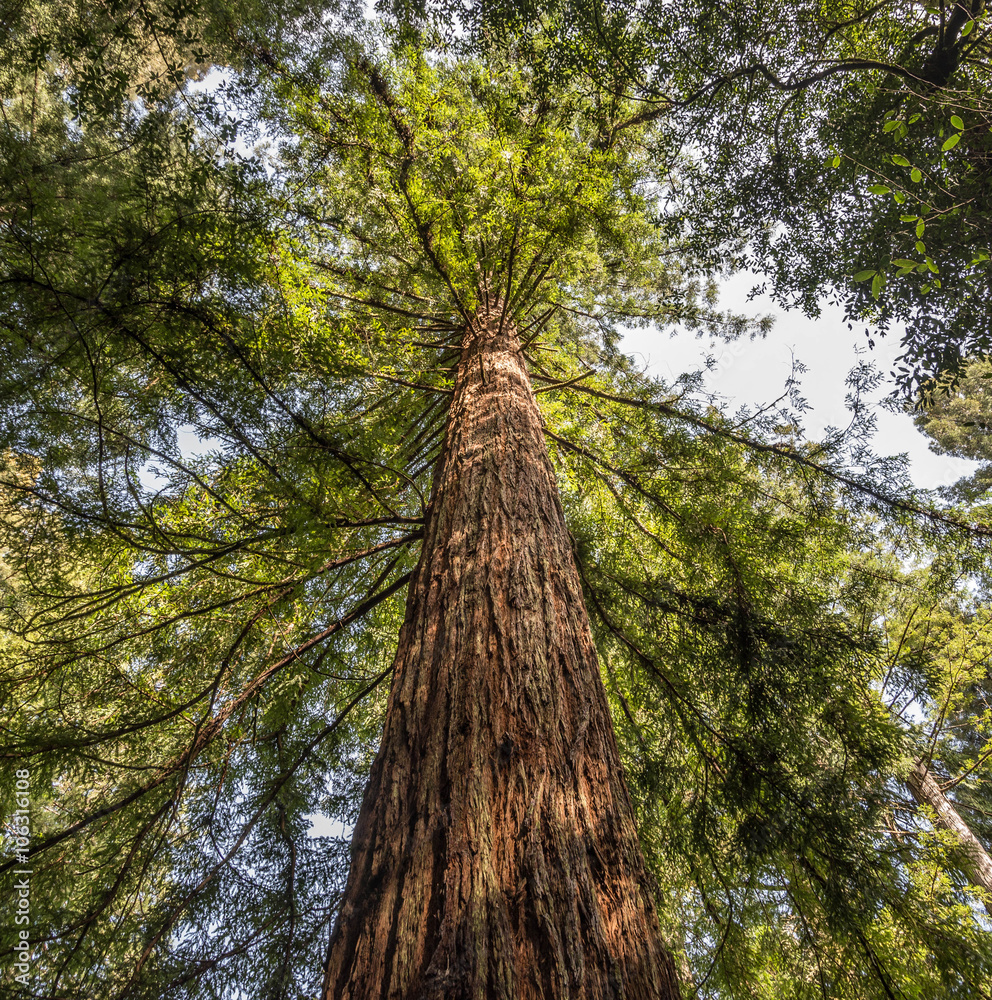 Redwood tree in the Jedediah Smith Redwoods State Park in northern ...