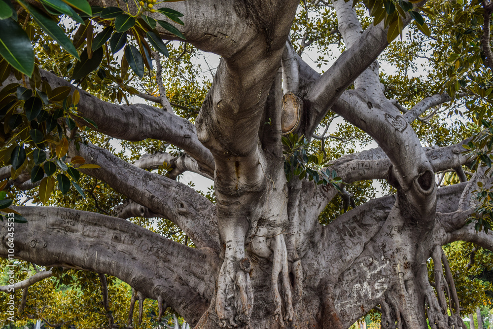 Beverly Gardens Park, the 100 year old tree behind it is just as worth ...