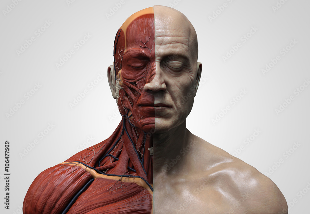 Human anatomy ecorche Male Model muscle anatomy of the face neck and ...