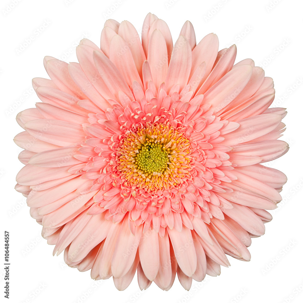 gerbera pink color on a white background Stock Photo | Adobe Stock