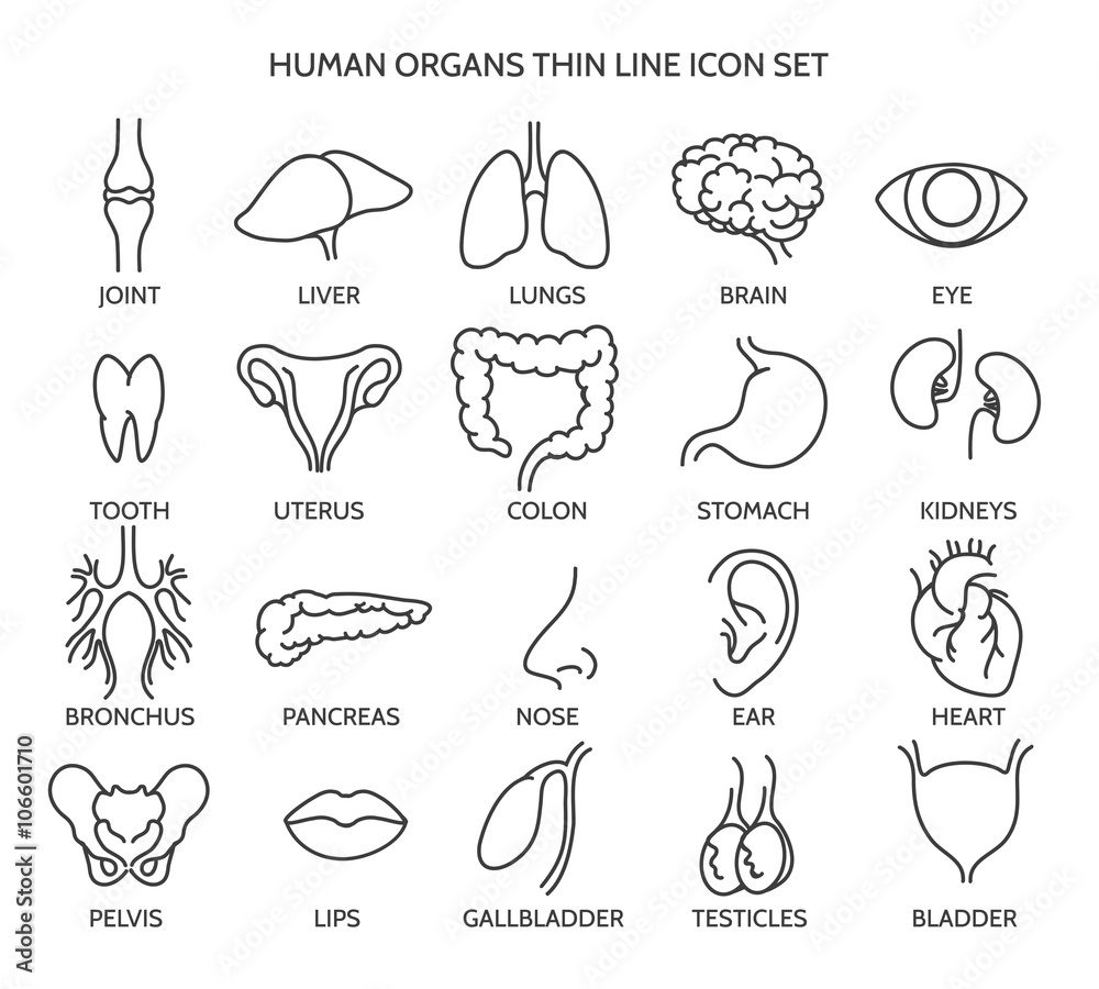 Organ line icons. Human organ signs or human body parts symbols. Tooth ...