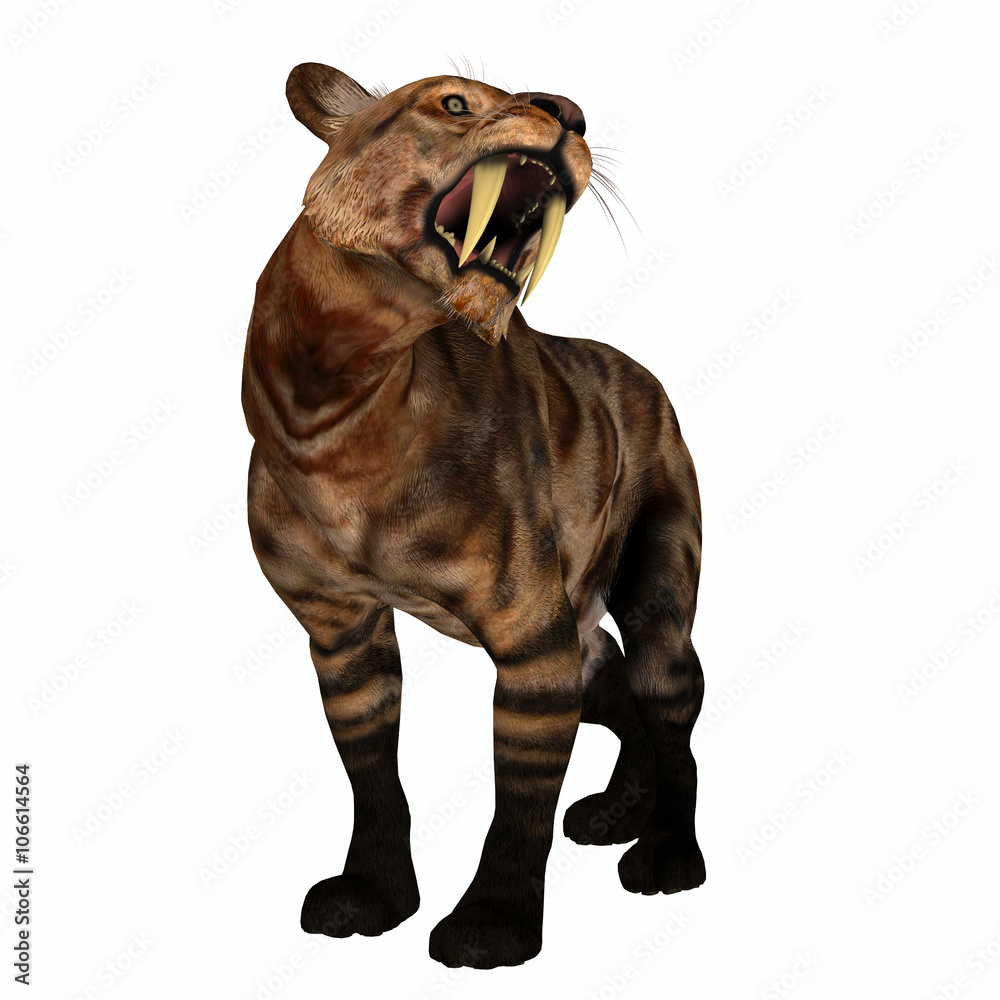 Saber-tooth Cat Growl - The Saber-tooth Cat also called Smilodon was a ...